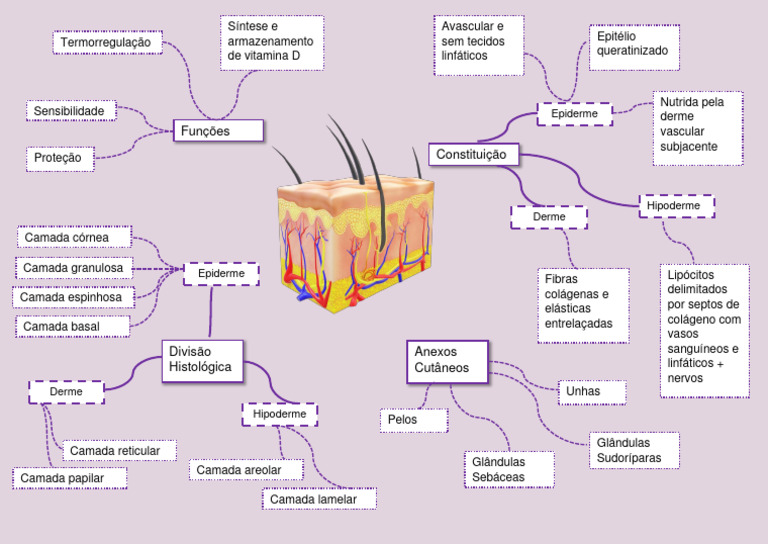 Mapa Mental Pele | PDF | Pele | Anatomia animal
