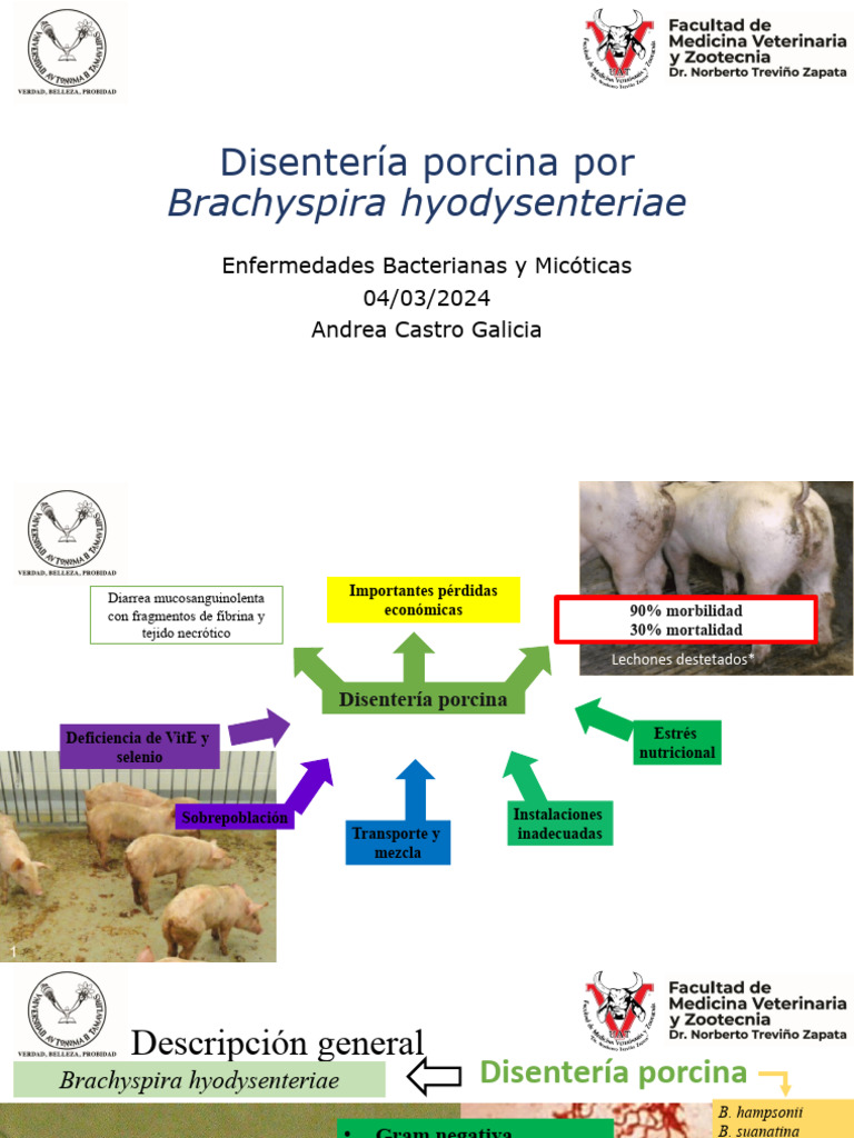 Disenteria Porcina-Andrea Castro | PDF | Diarrea | Especialidades Medicas