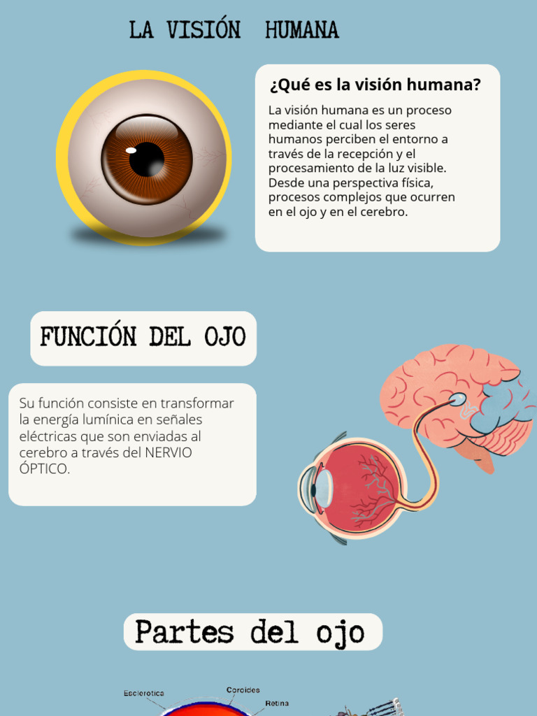 Proceso y Función de la Visión Humana | PDF