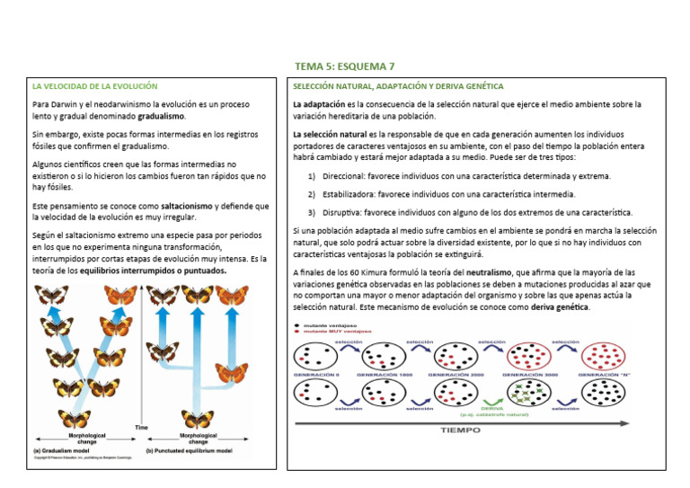 Esquema 5 Tema5 2022 | PDF | Evolución | Seleccion natural