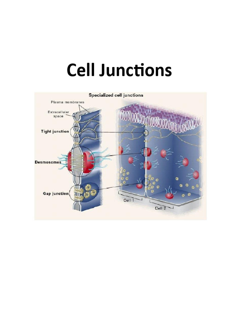 Cell Junctions | PDF | Cell (Biology) | Morphology (Biology)