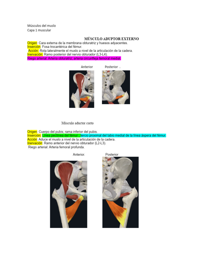 Anatomía de los músculos del muslo | PDF | Rodilla | Anatomía del ...