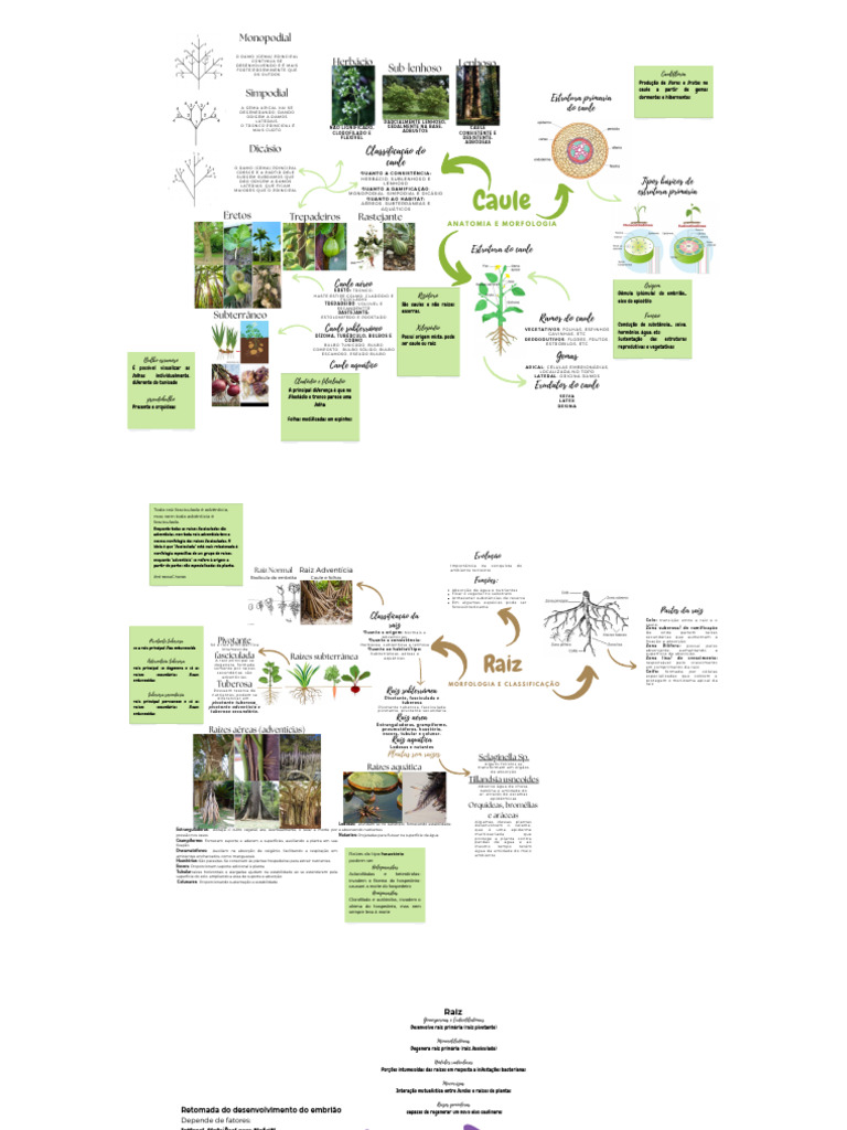 Mapa mental: Caule, Raiz e germinação | PDF | Raiz | Semente