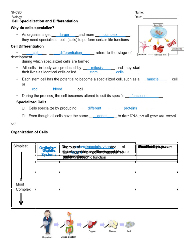 06 - Cell Specialization and Organization (Solutions2) | PDF | Tissue ...