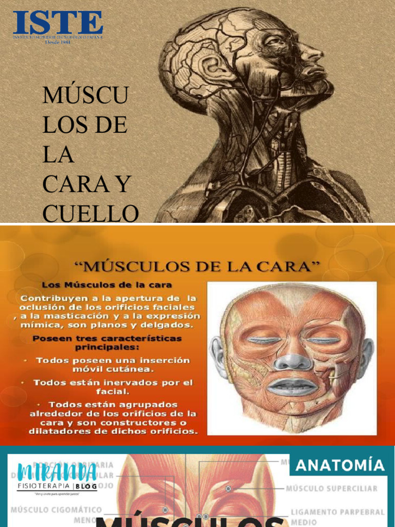Músculos de la Cara y Cuello: Funciones y Orígenes | PDF | Sistema ...