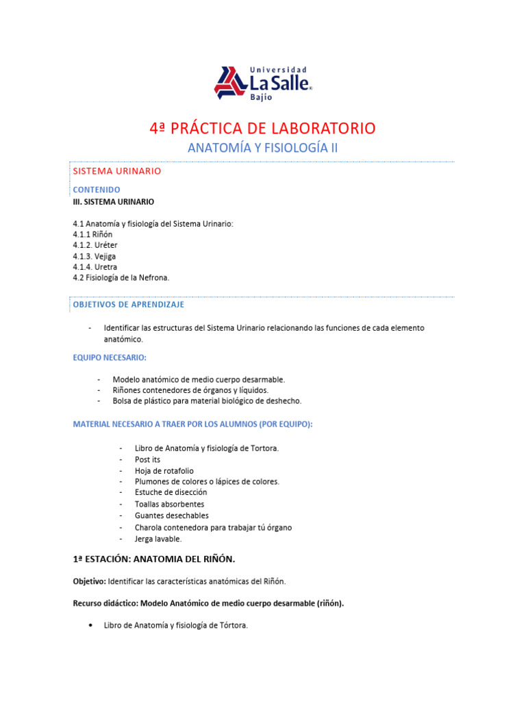 4a Práctica Lab Anatomia y Fisiiología Del Riñón | PDF | Riñón | Morfología (biología)