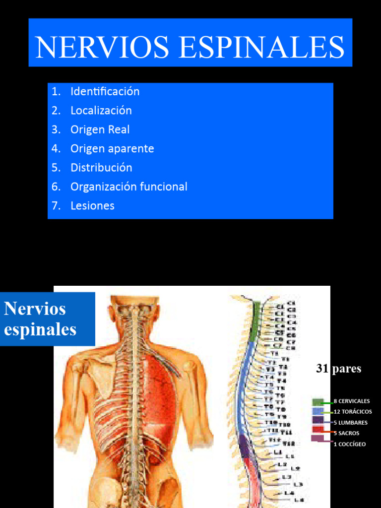 Nervios Espinales | PDF | Nervio | Anatomía