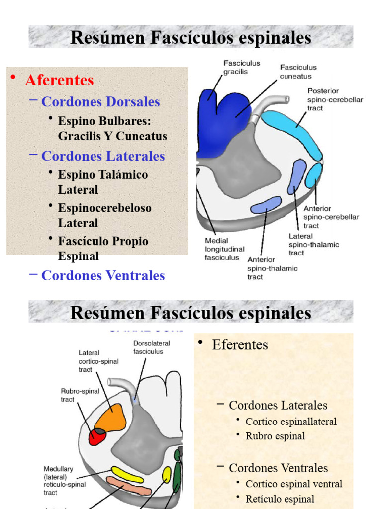 Medula Espinal 2 | PDF | Médula espinal | Sistema nervioso