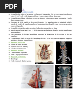 Anatomie du Péricarde et Sinus Cardiaque | PDF | Anatomie | Angiologie