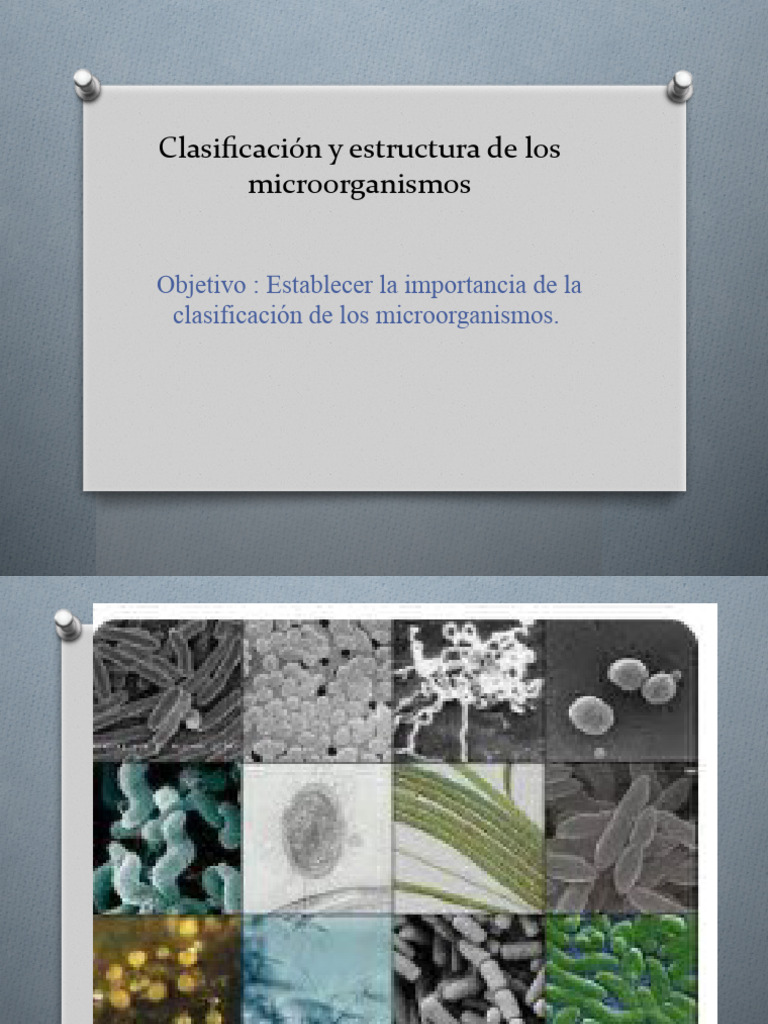 Clasificación y estructura de los microorganismos | PDF | Microorganismo | Biología Celular)