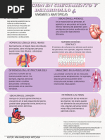 Variantes Anatómicas | PDF | Especialidades Medicas | Medicina CLINICA