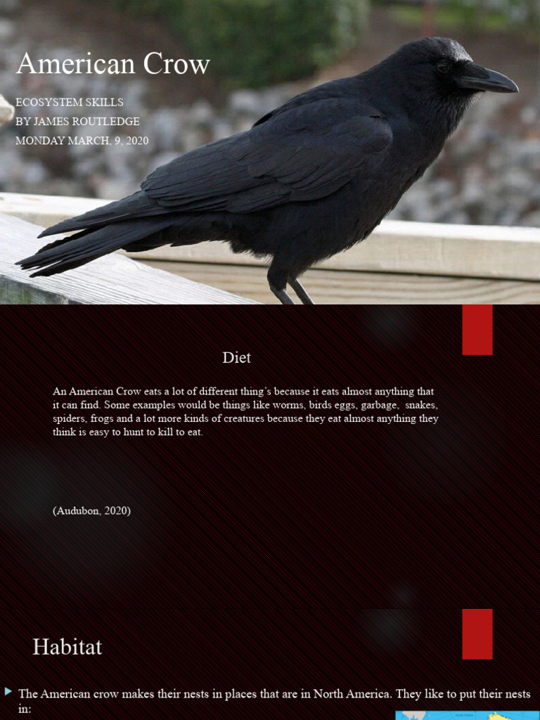 American Crow | PDF | Ornithology | Birds