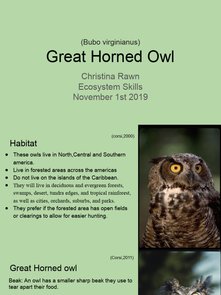 Great Horned Owl Habitat and Facts | PDF