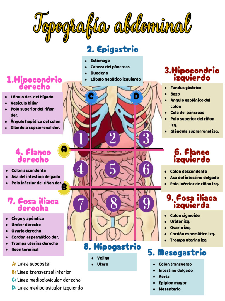 Topografía Abdominal | PDF | Abdomen | Intestino grueso