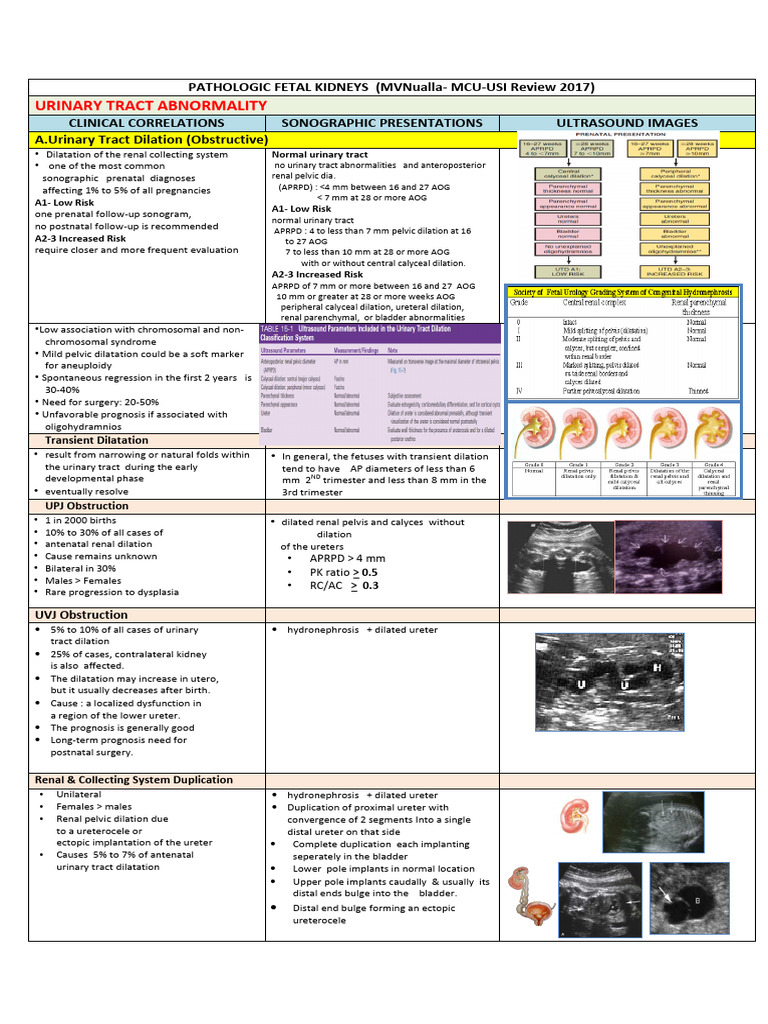 Fetal Kidney Abnormalities and Ultrasound Insights | PDF | Kidney ...