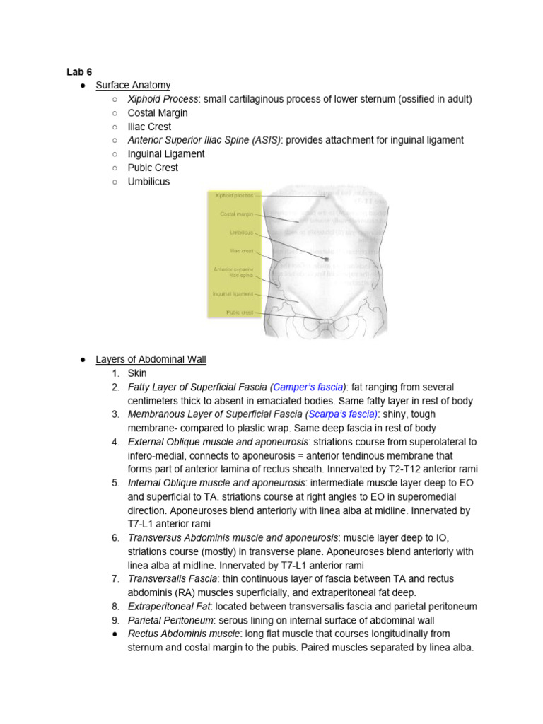 Copy of Anatomy Block 3 | PDF | Abdomen | Liver
