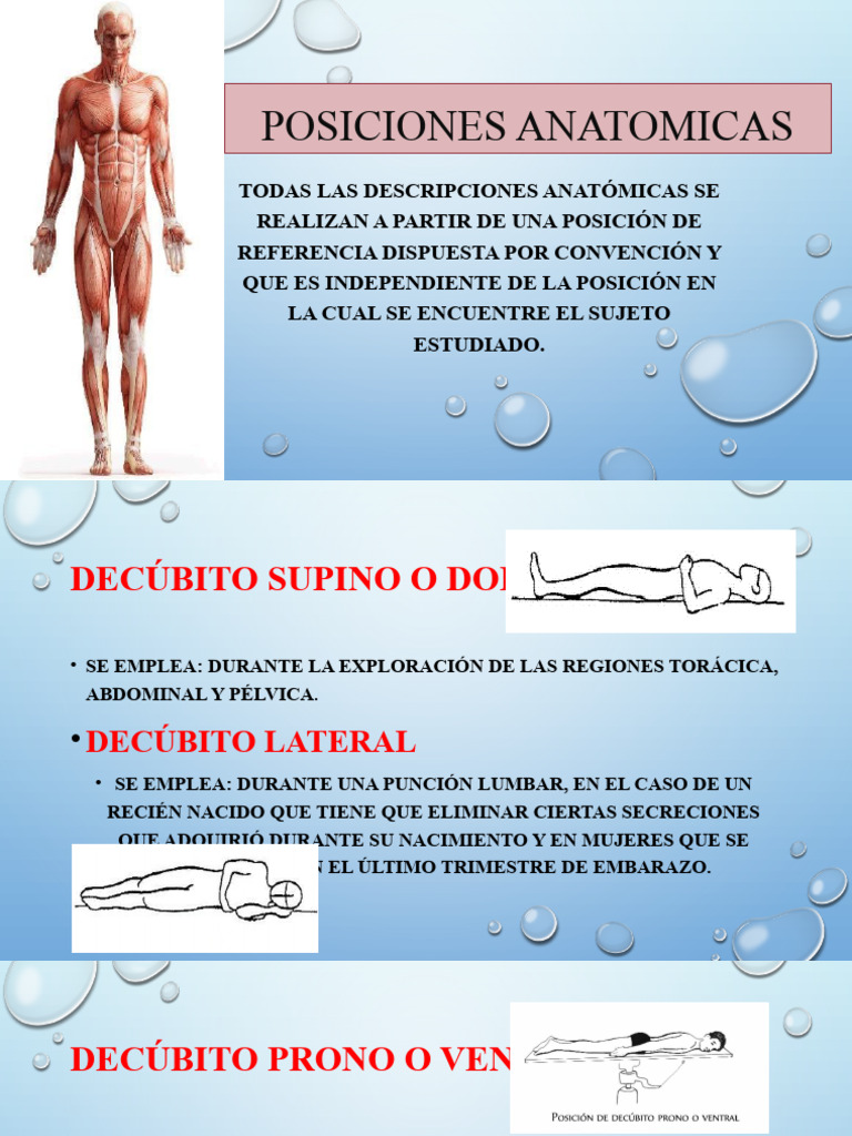 POSICIONES ANATOMICAS | PDF | Términos anatómicos de ubicación ...