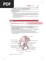 Foramen Ciático Mayor y Menor | PDF | Historia