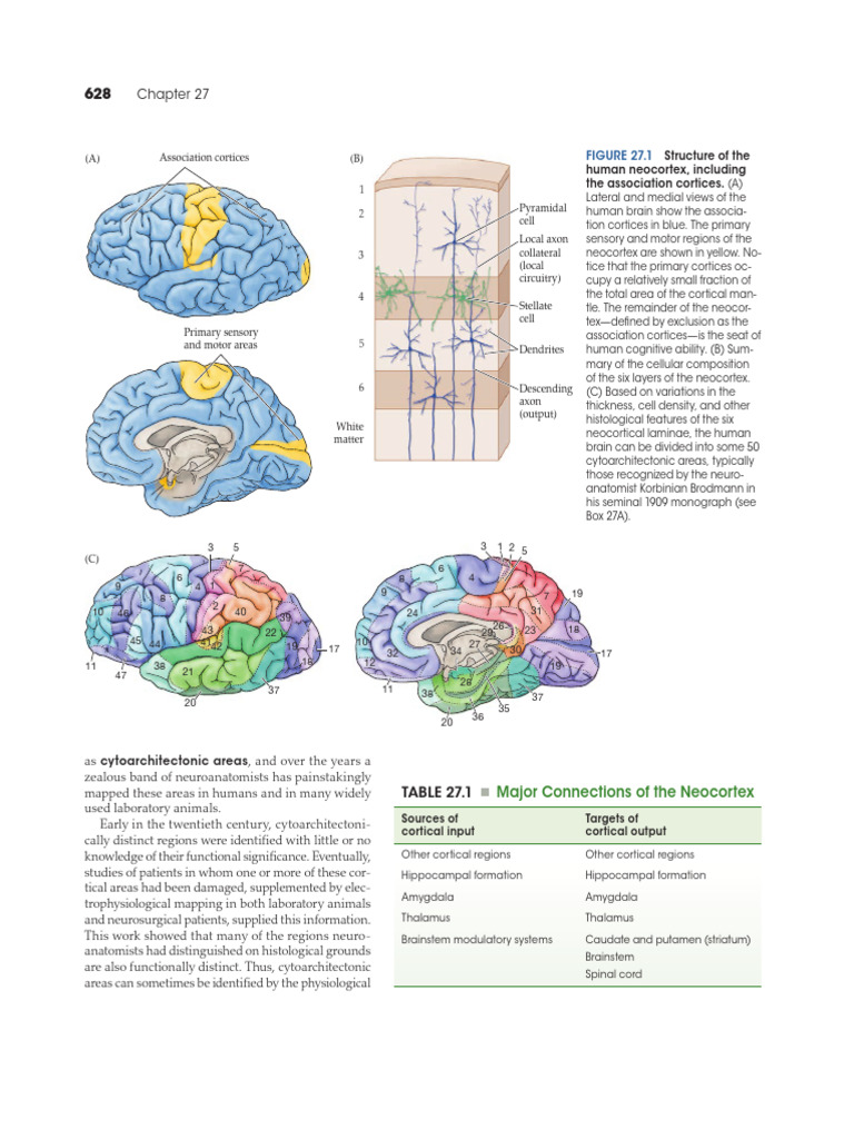Puntos de Brodman | PDF | Cerebral Cortex | Neocortex