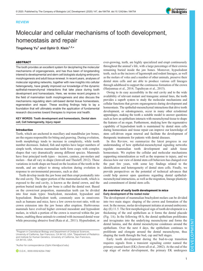 Molecular and Cellular Mechanisms of Tooth Development... | PDF | Tooth ...