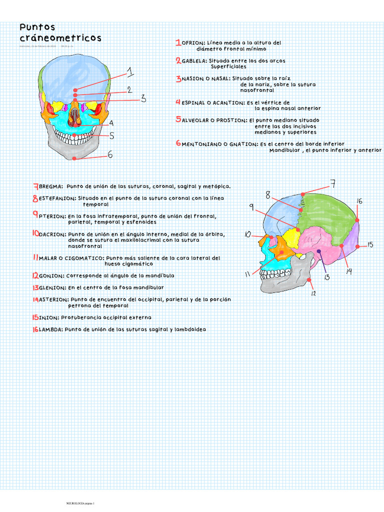 Puntos Cráneometricos y Suturas | PDF | Anatomía | Sistema ...