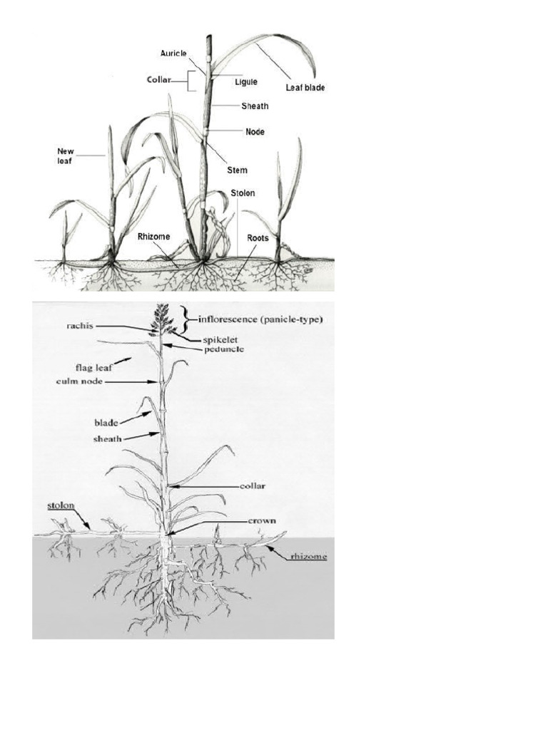 grass diagram | PDF | Lawn | Grass