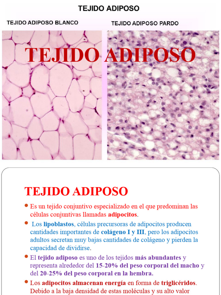 Tema 7 TEJIDO ADIPOSO | PDF | Tejido adiposo | Citoplasma