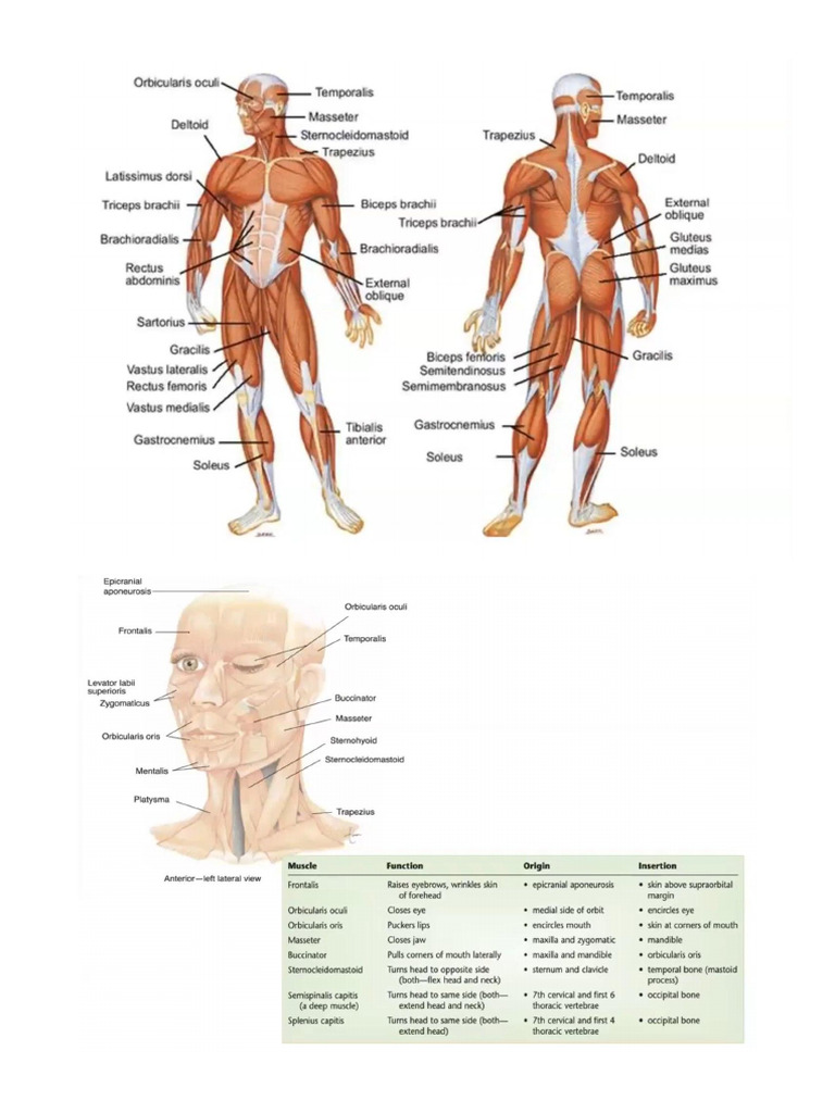 Gross Anatomy of Muscular System | PDF