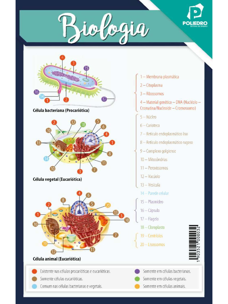 Tabela de Biologia Celular e Metabolismo | PDF | Eucariotas | Anatomia