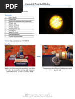 Onion Cell and Cheek Cell Lab | PDF | Cell (Biology) | Anatomy