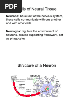 Structure of Neuron | PDF | Neuron | Axon