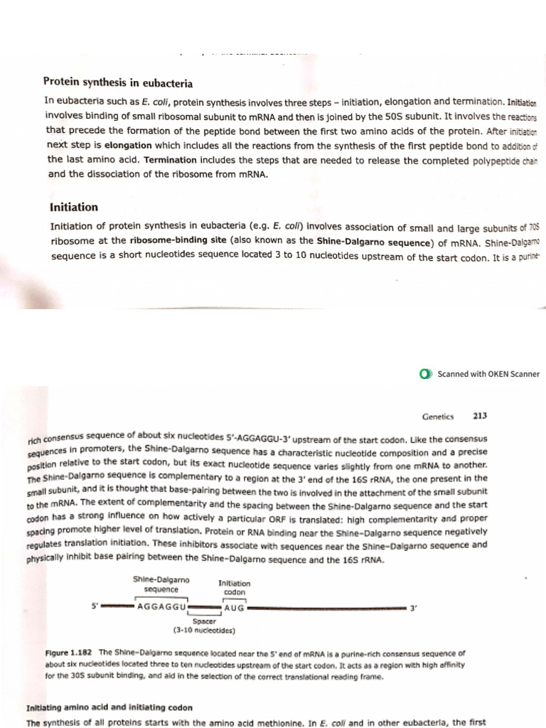 Protein Synthesis Pdf