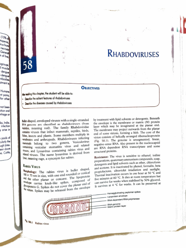 Rabies Virus (Medical Microbiology) | PDF