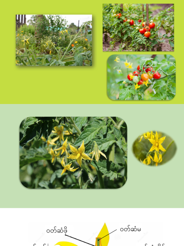 Grade 5 သိပ္ပံ အခန်း ၁ ၁ ၂ Pdf