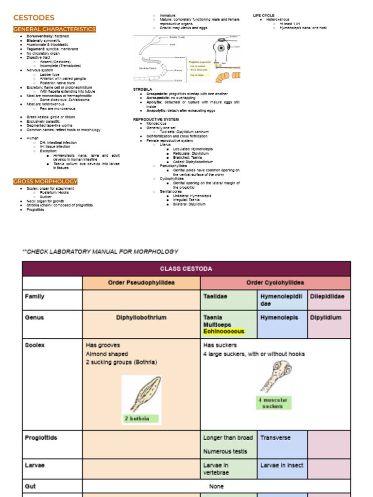 Cestodes PDF | PDF | Protostomes