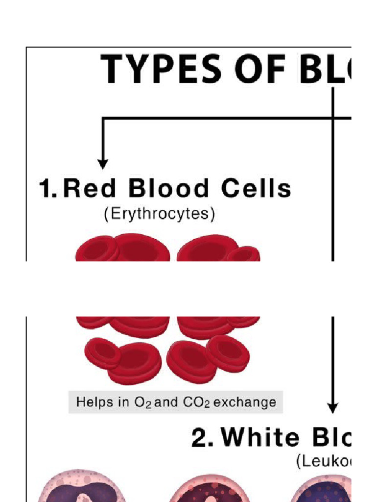 Types of Blood Cells | PDF