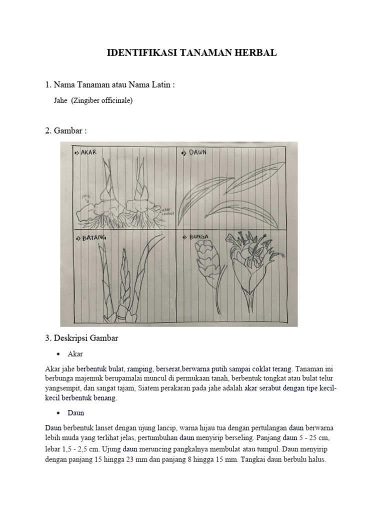 Panduan Lengkap Tanaman Jahe | PDF | Griya & Taman