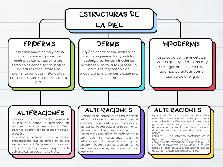 Esquema Estructuras De La Piel Descargar Gratis Pdf Piel Inflamación