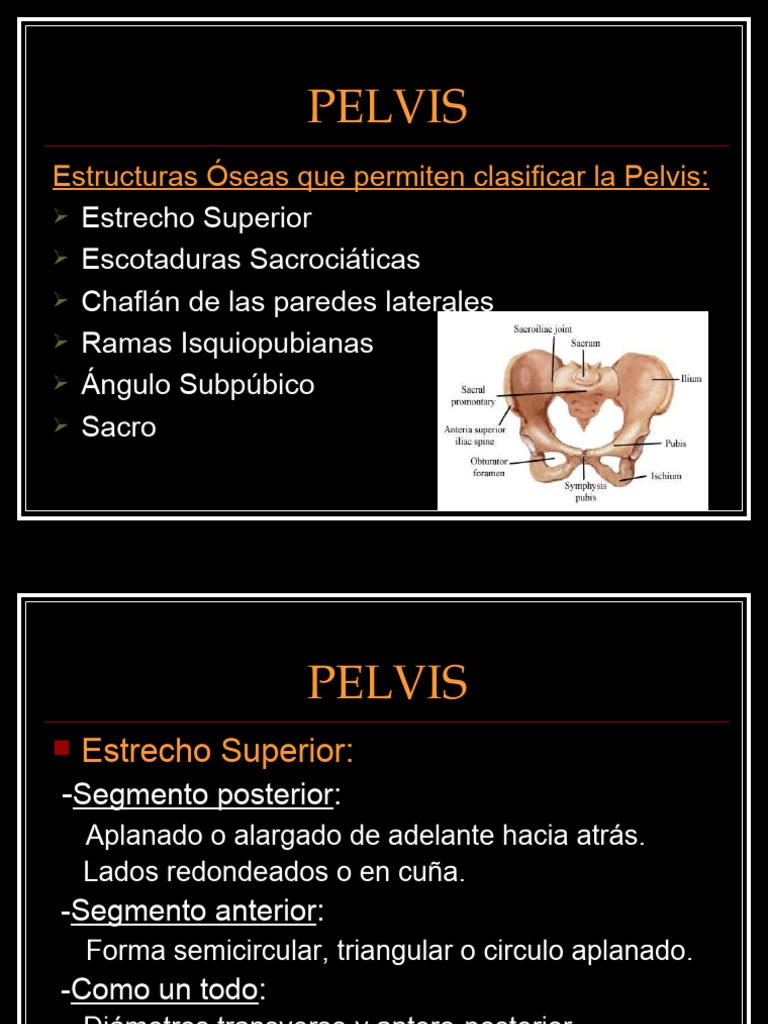 PELVIS | PDF | Pelvis | Sistema musculoesquelético