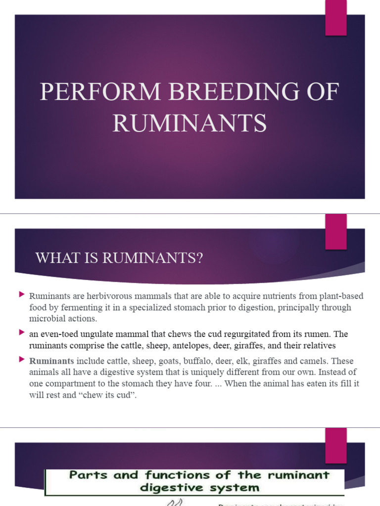 Perform Breeding of Ruminants | PDF | Ruminant | Goat