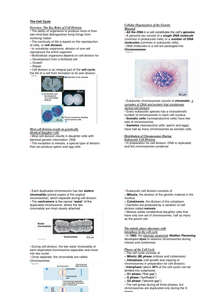 The-Cell-Cycle | PDF | Mitosis | Chromosome