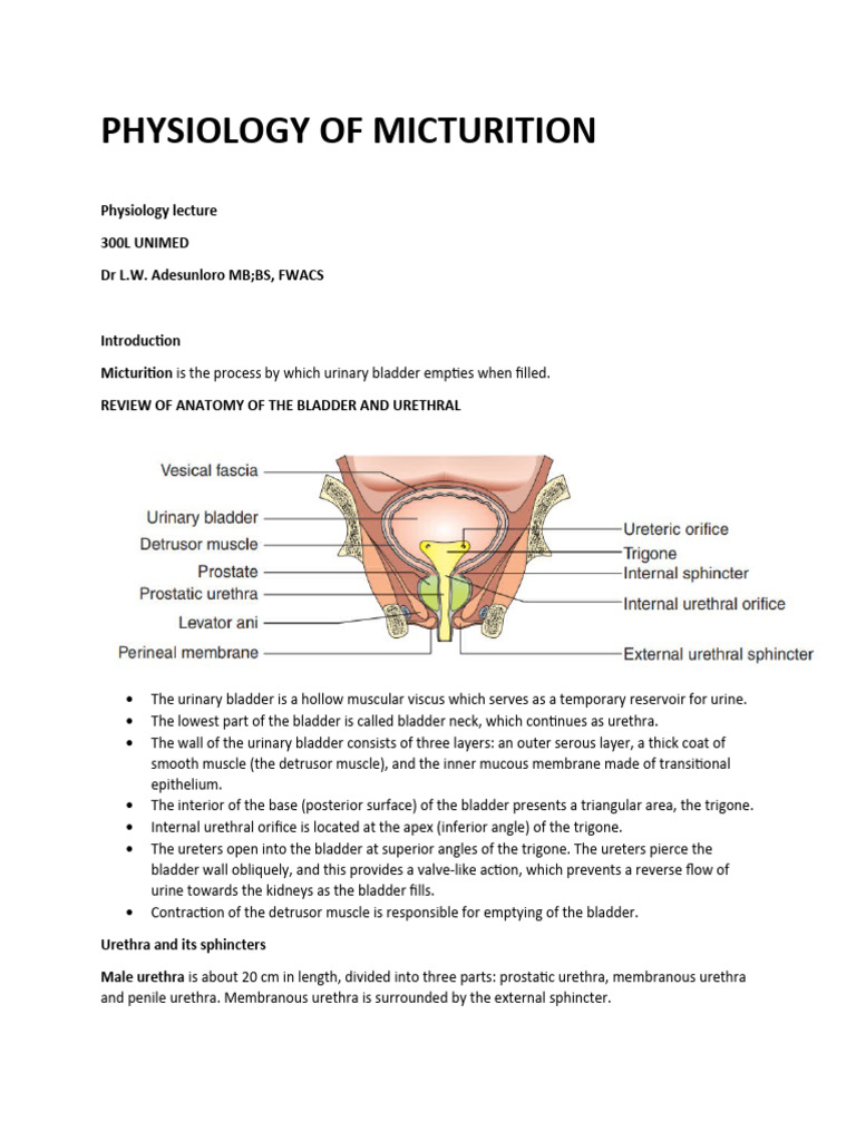 Physiology of Micturiction | PDF | Urination | Urinary Incontinence