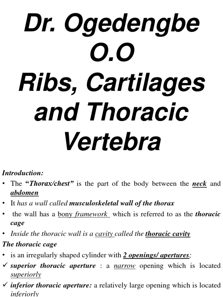 Ribs, Cartilages and Thoracic Vertebra | PDF | Vertebra | Thorax