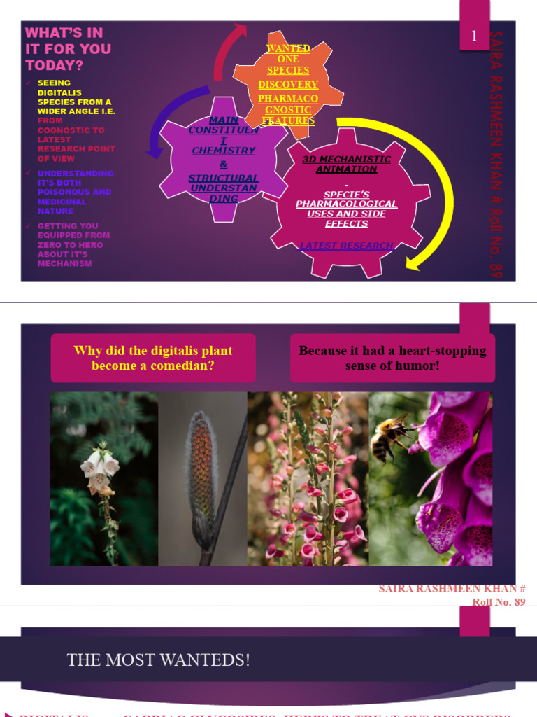 Digitalis Species SAIRA RASHMEEN KHAAN | PDF | Heart | Cardiology