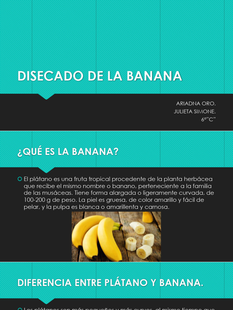 Disecado 6to Año | PDF