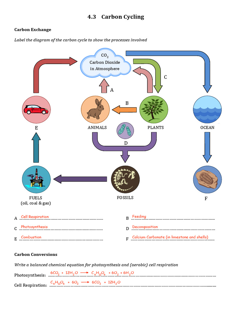 Topic 4.3 Worksheet (Answers) | PDF | Carbon Dioxide | Combustion