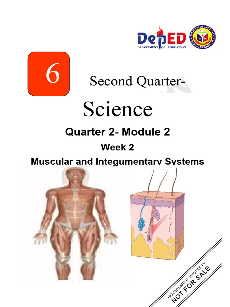 G6 Science 6 Module Q2 W2 - Muscular and Integumentary Revised1 | Download Free PDF | Skin | Hair