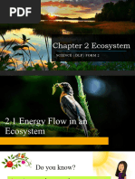 Animals Year 4 | PDF