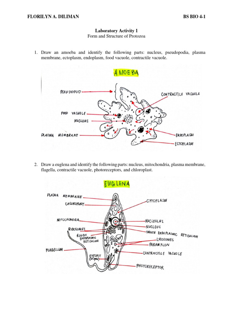 Protozoa Structure and Function Guide | PDF | Nutrition | Diet & Nutrition