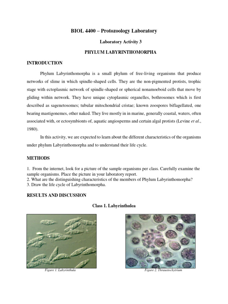 Labyrinthomorpha Characteristics and Life Cycle | PDF | Biology | Organisms